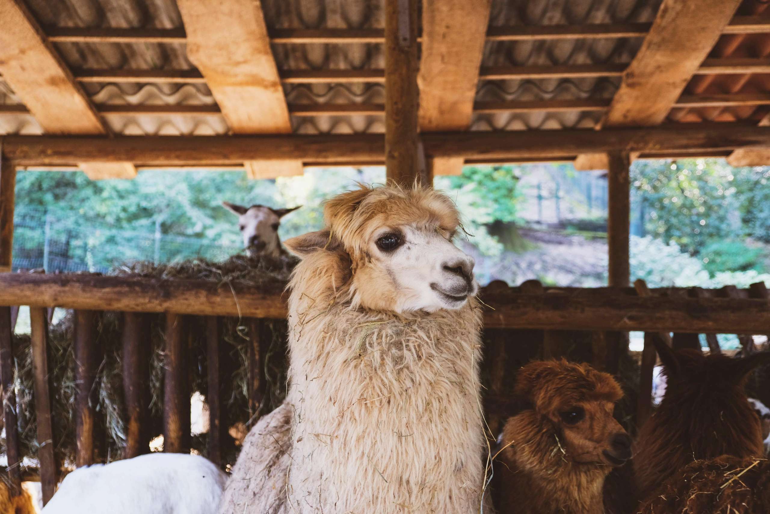 Caring Our Farm Animals - KISAN KI AWAAZ